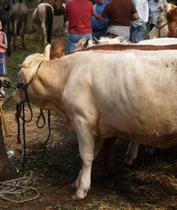 Lo spirito dei luoghi - La tradizionale Fiera del Bestiame di San Rocco ...