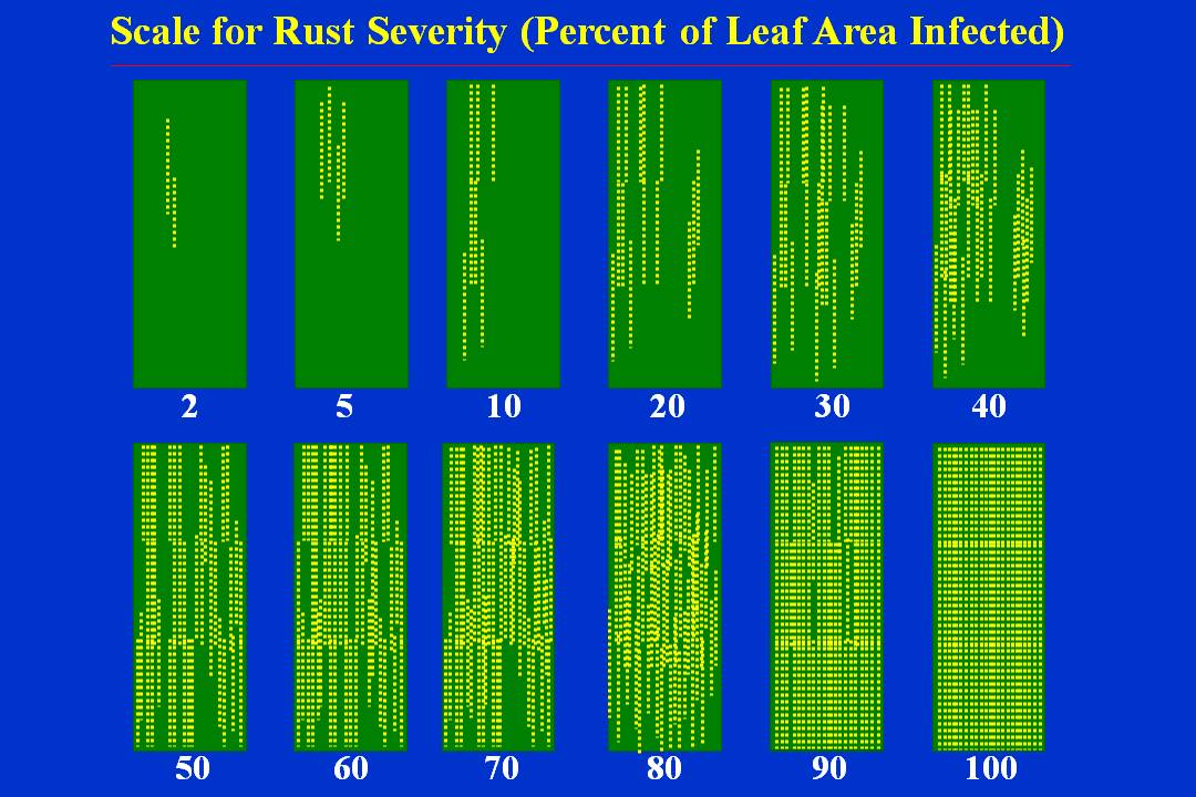 Oregon State University Cereal Central: Stripe Rust - Update ...