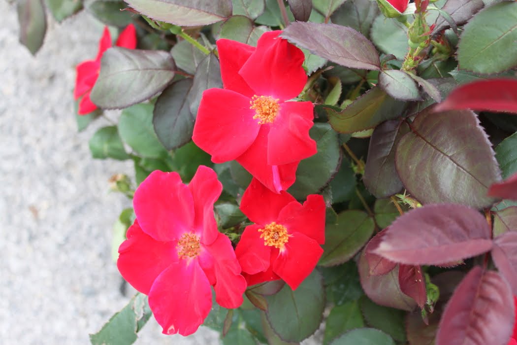 Confessions Of A Plant Geek: Hardy Roses