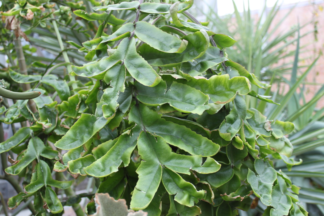 Confessions Of A Plant Geek: A winter trip to Chicago Botanic Garden