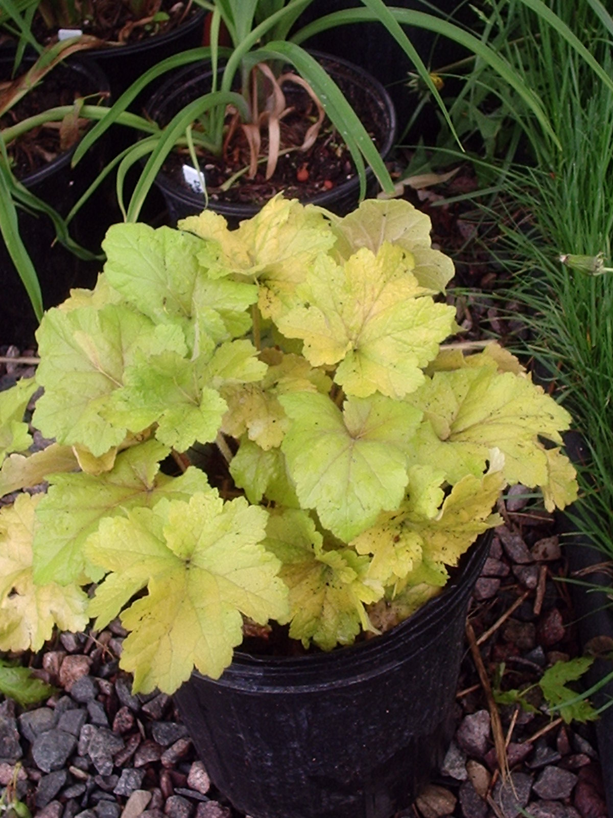 Confessions Of A Plant Geek: Heuchera With Yellow and Orange Tones