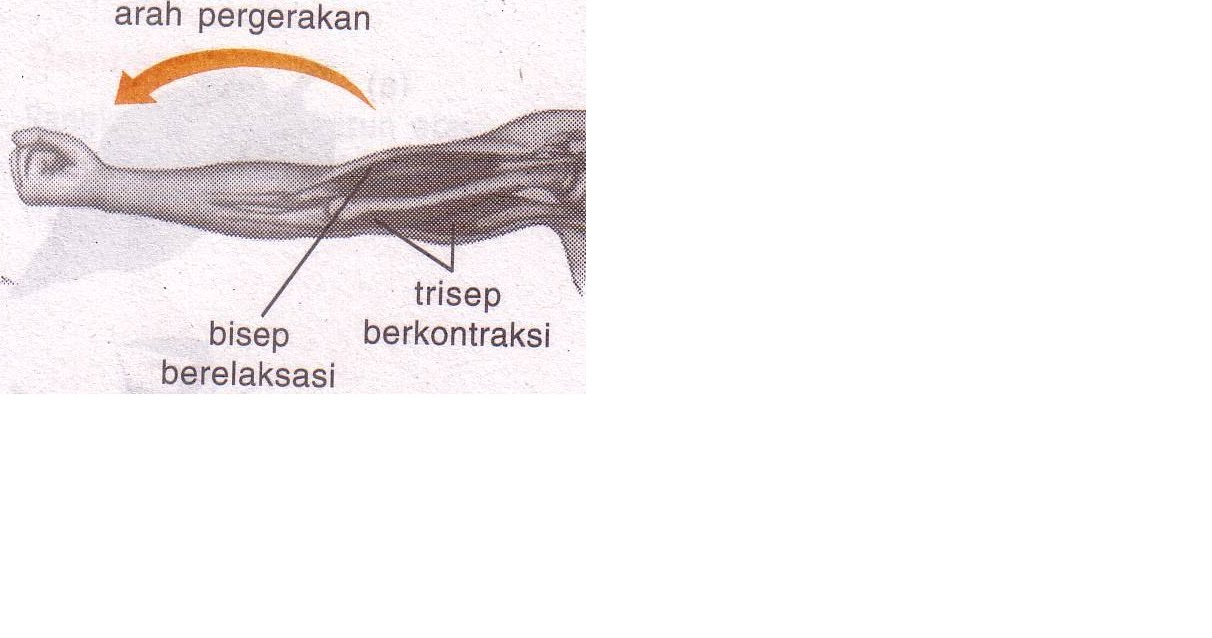 CATATAN SEORANG GURU: SISTEM GERAK PADA MANUSIA (BAGIAN 3)