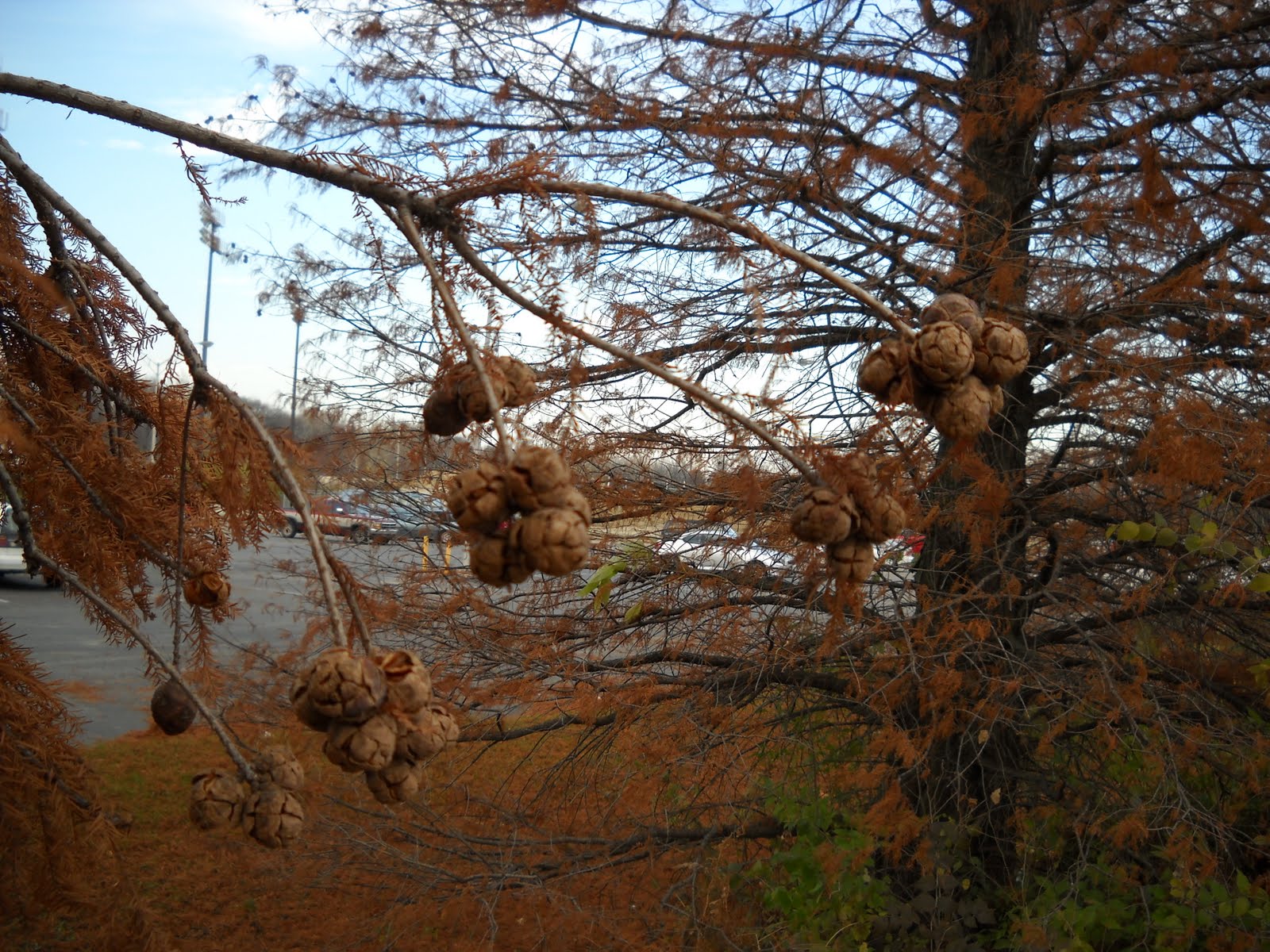 Lafayette report: Bald cypress