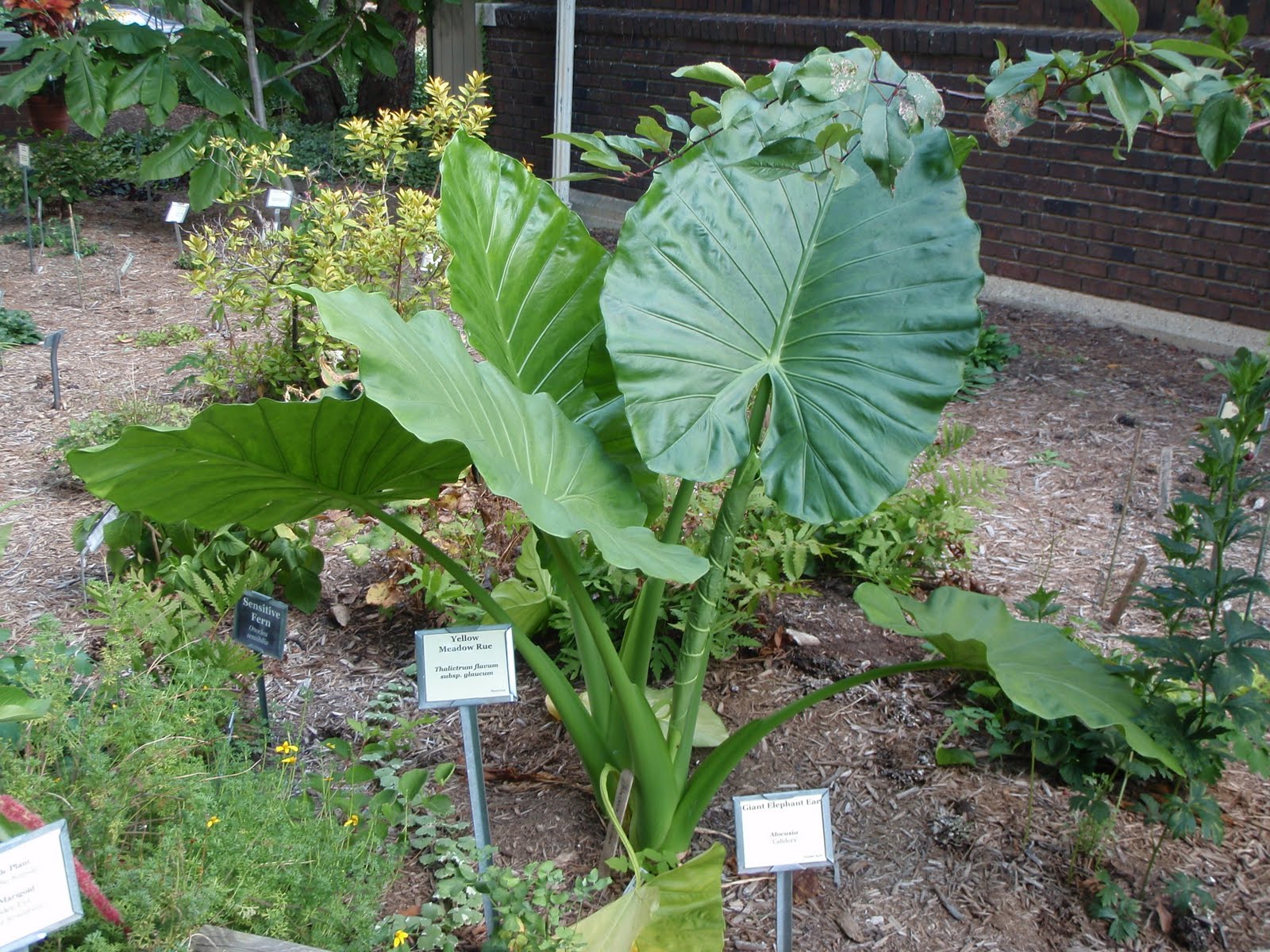 Horticulture Gardens Today: Alocasia and Colocasia
