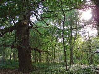 lostpastremembered: Sherwood Forest Cocktail from Hotel Cipriani