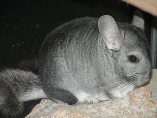 Protejamos a nuestra fauna peruana