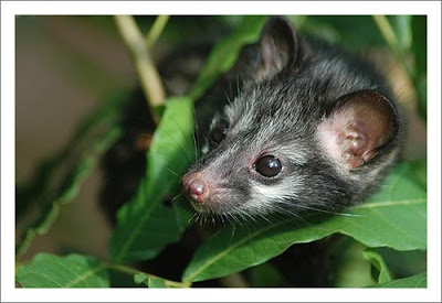 Seitawake Rajasingha Foundation