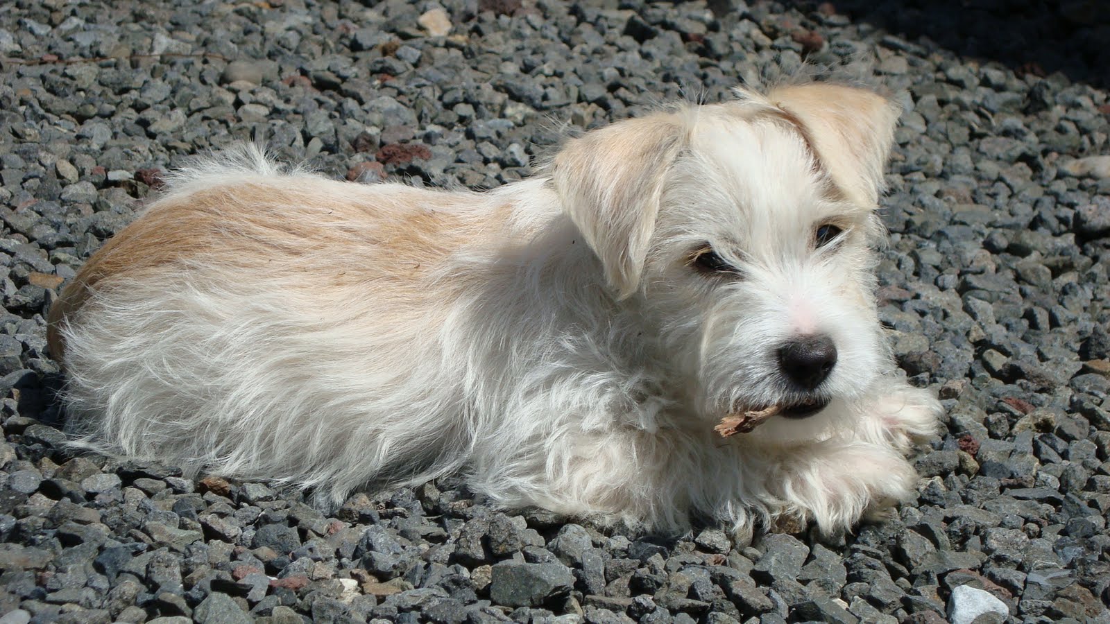 Rupert's Kennel: Black Dog and Andy's for lunch: Jackie-Bichon Puppy Fun