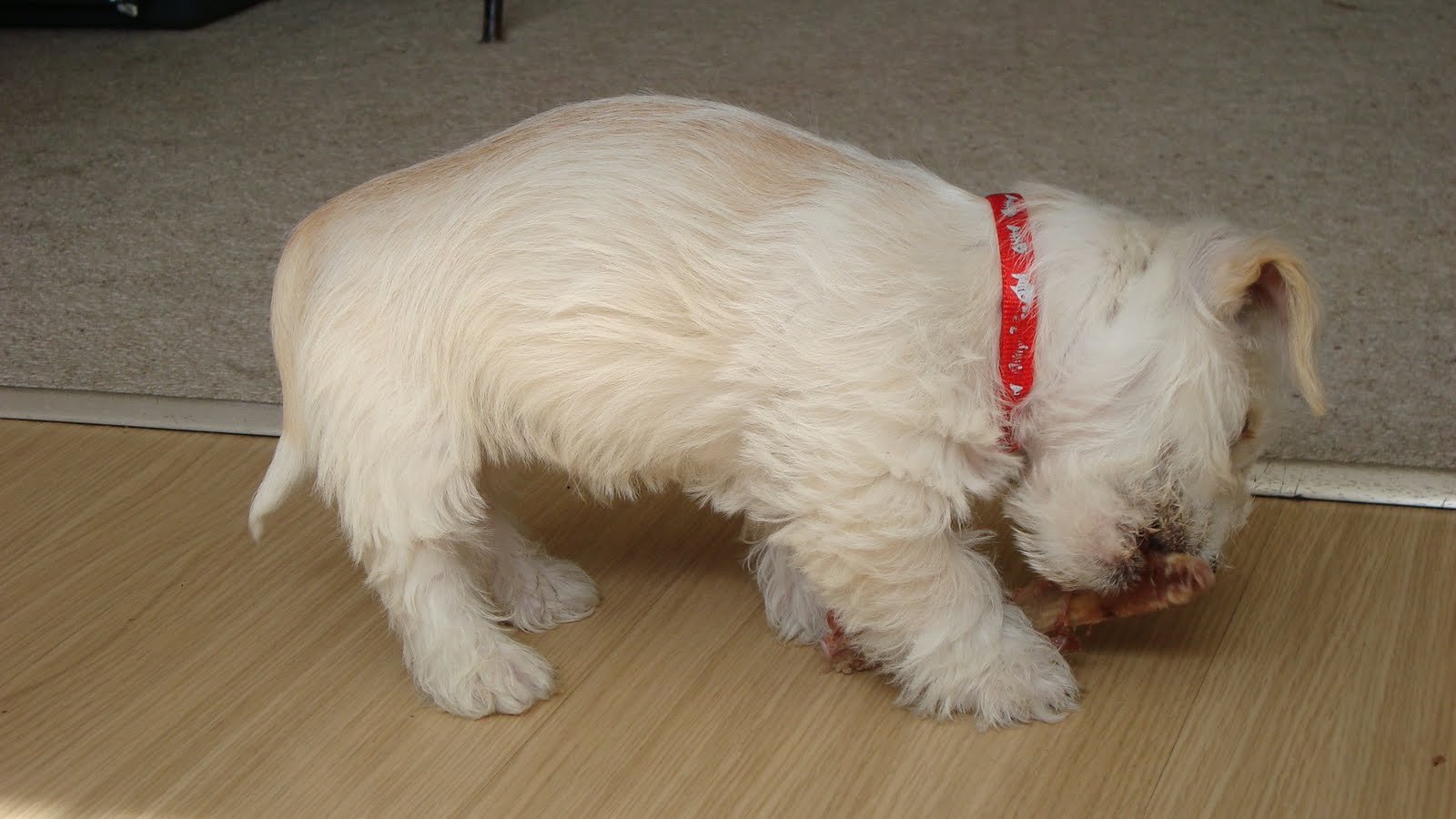 Rupert's Kennel: Rupert's Favourite Puppy Pictures: Jackie-Bichon Puppy Fun