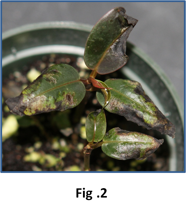 TREC Plant Diagnostic Clinic: Bacterial blight of Ficus Caused by ...