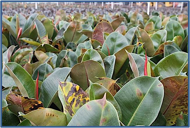 TREC Plant Diagnostic Clinic: Bacterial blight of Ficus Caused by ...