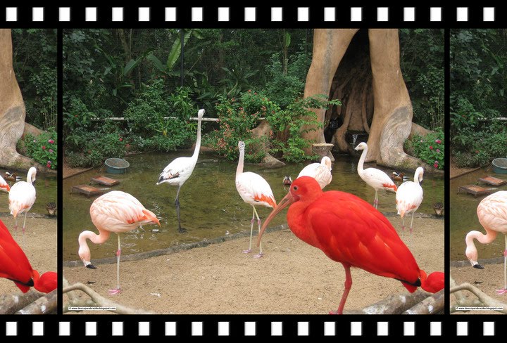 Descopera Brazilia!: In zbor cu pasari tropicale
