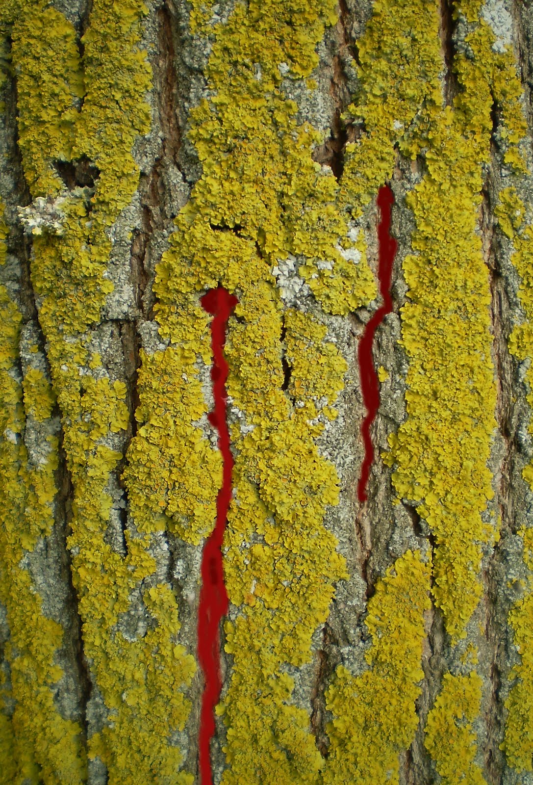 Blog Oficial de Bodo Rau, Artprojects: Arte en la Tierra: 5 Artistas ...