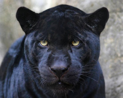 Expedição Amazonas de Jangada: Sobre a expedição.