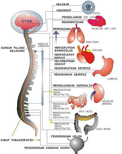 Maria Poppy's Blog: SARAF DALAM SISTEM PENCERNAAN
