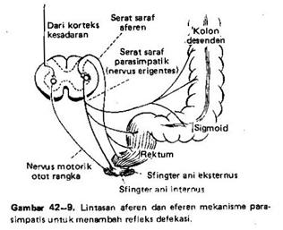 Rheazty Edjhee: SISTEM PENCERNAAN 2 FISIOLOGI USUS HALUS DAN USUS BESAR