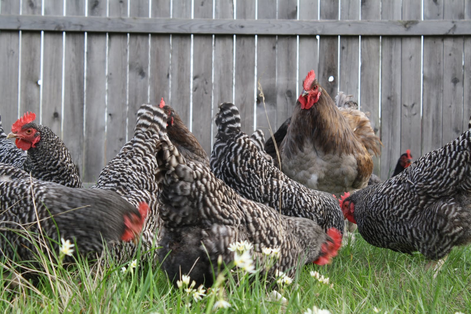 Modern Day Redneck: Chicken Farmer