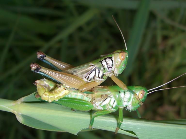 Rice Grasshopper | Project Noah