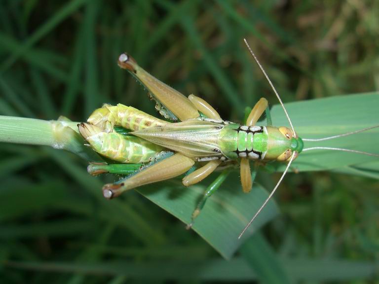 Pictures of Grasshopper Mating | Nature, Cultural, and Travel ...