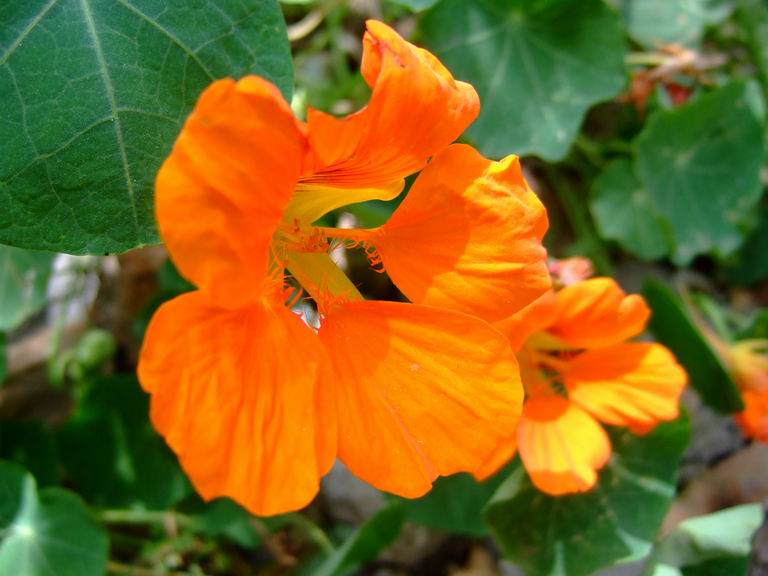 Nasturtium Flowers | Nature, Cultural, and Travel Photography Blog