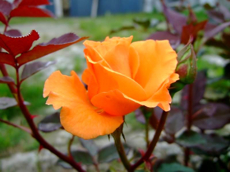 Orange Roses | Nature, Cultural, and Travel Photography Blog