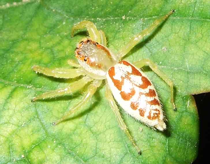 Red and White Jumping Spider | Nature, Cultural, and Travel Photography ...