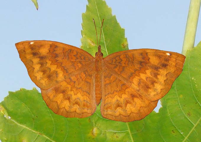 Common Castor Butterfly Life Cycle | Nature, Cultural, and Travel ...