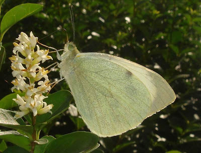 Large White Butterfly | Nature, Cultural, and Travel Photography Blog
