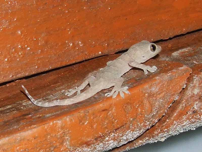 Flat-tailed House Gecko-Cosymbotus platyurus | Nature, Cultural, and ...