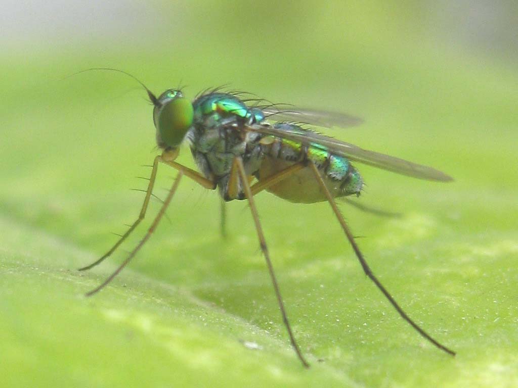 Long-Legged Fly | Nature, Cultural, and Travel Photography Blog