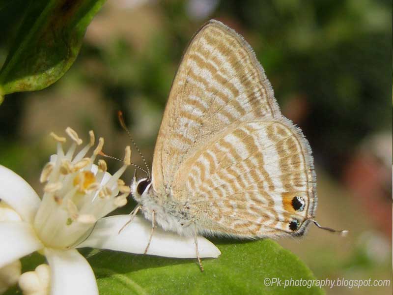 Long-tailed Blue Butterfly | Nature, Cultural, and Travel Photography Blog