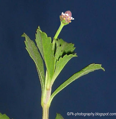 Frog Fruit-Phyla nodiflora | Nature, Cultural, and Travel Photography Blog