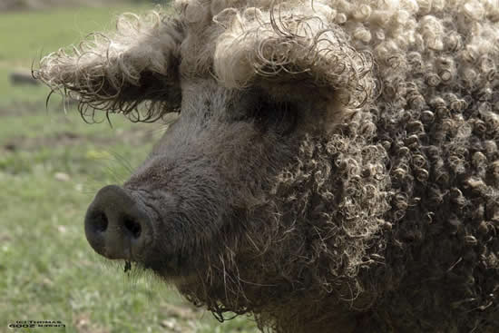My Funny: Mangalitsa - Weird Pig Has Wool In Its Body | Pictures