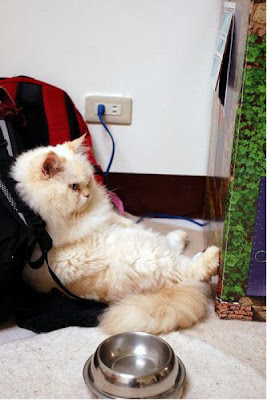 Funny Free Pics: Funny Himalayan Cat
