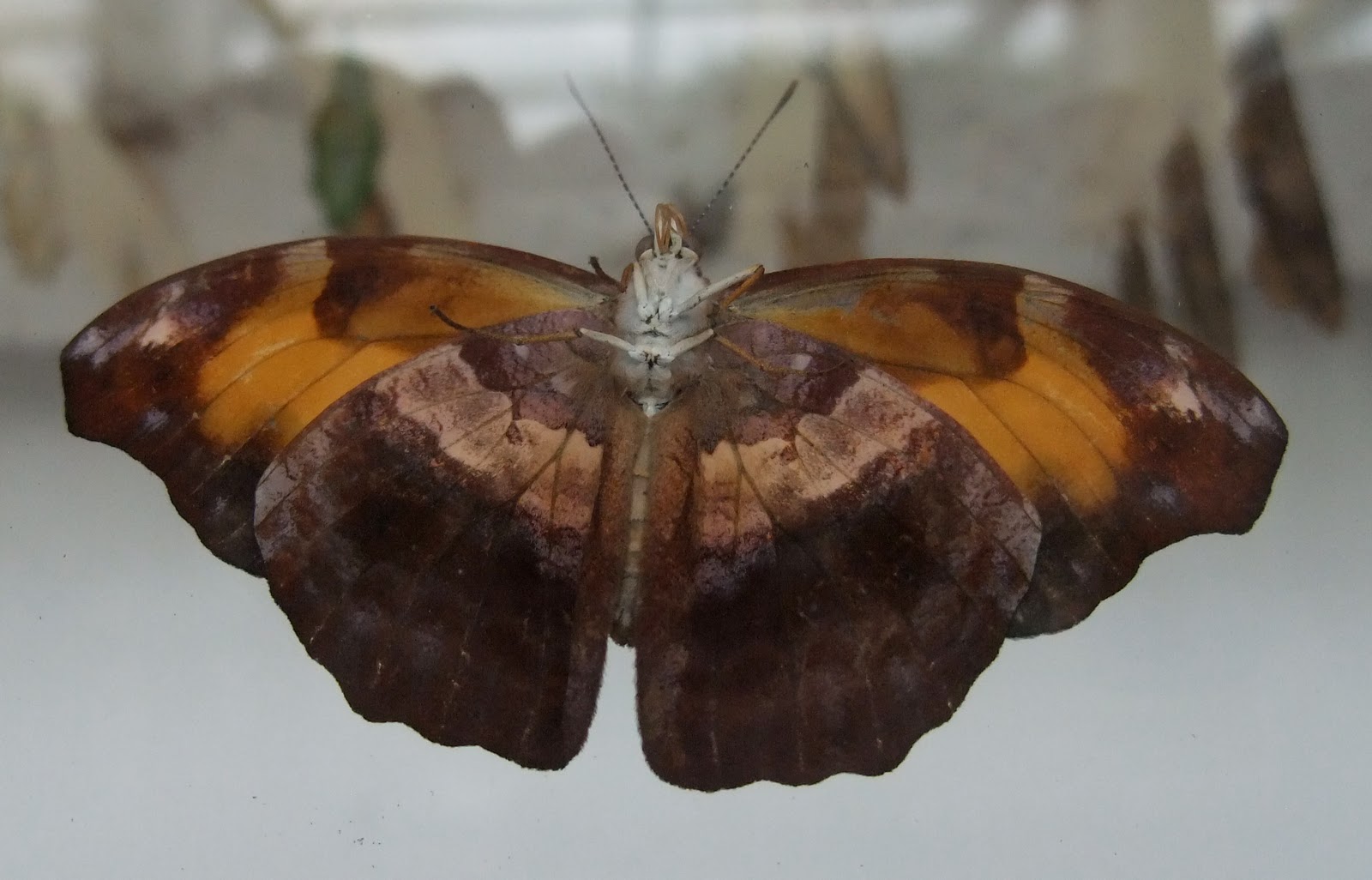 TravelVision: Florida – A great Place to Metamorphosize