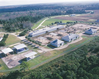 THE BALLOON MAN: RINGLING BLUE UNIT ASIAN ELEPHANTS