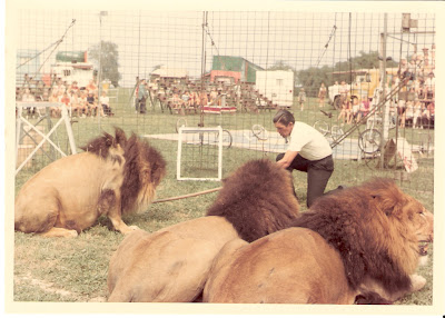 Evidence the lion is heavier pound for pound than the tiger ...