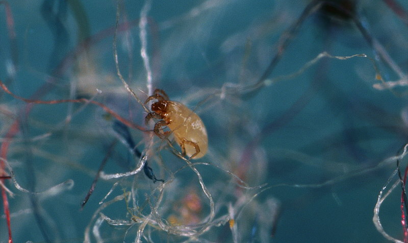 Los ácaros del polvo - Salud