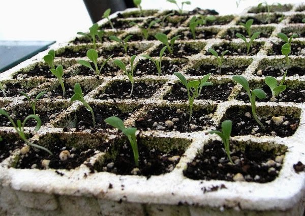 Talleres de empleo Carlos III: Semilleros