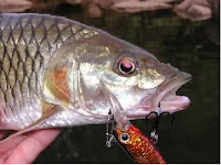 Lok-chiak "落甲": 2010 Northen Thailand Hampala Barb (Sebarau) Trip ...