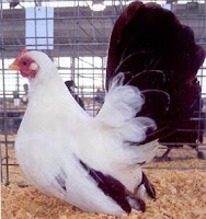 Fancy Farm: Silver Line Bantam