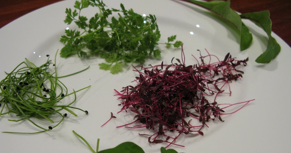 The Food Vine: Micro Herbs & Greens