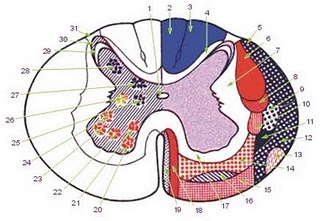 . A N A T O M I A H U M A N A