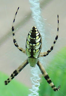 CTC Horticulture: Beneficial Bug: The Writer Spider