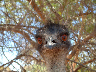 jep in australie: Rare beesten in Australie