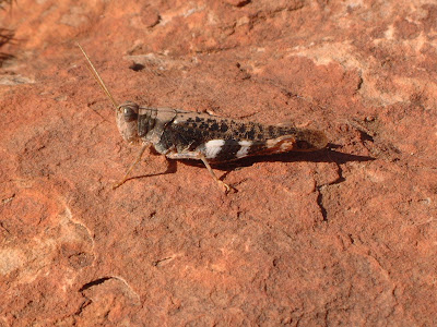 jep in australie: Rare beesten in Australie
