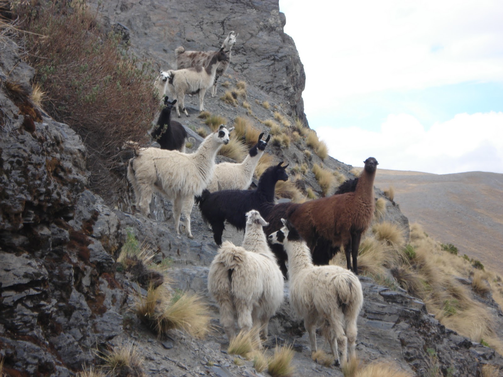 Talking Trails: Farm animals in Peru and Bolivia