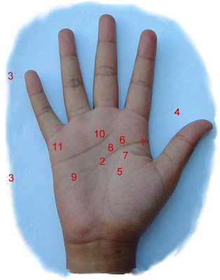 PALM HISTORY IN INDIA