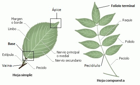 Folíolo | Plantas rioMoros