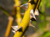 HOJAS - BIONATURALIST